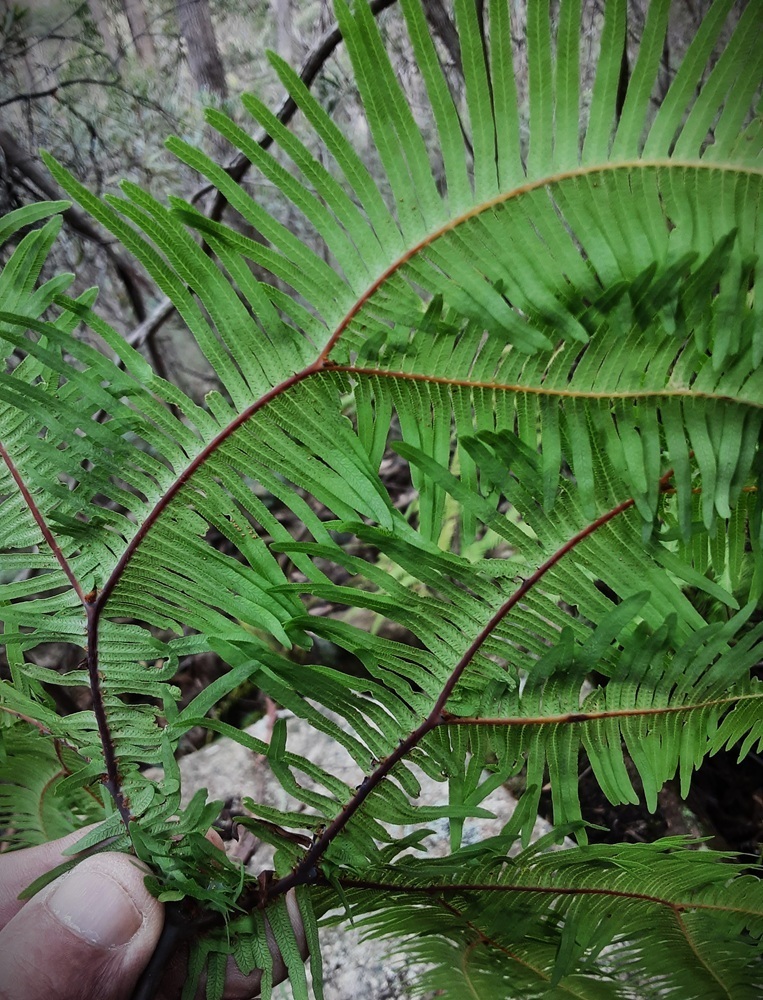 Spreading Fan-fern from Hassans Walls Reserve, Lithgow NSW 2790 ...