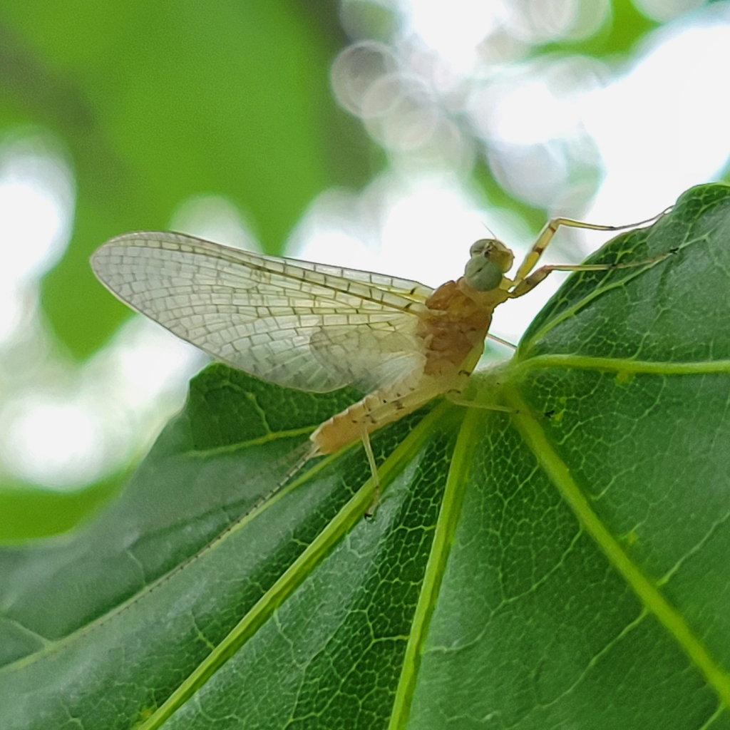 Stream Mayflies from Angell, Ann Arbor, MI, USA on May 14, 2025 at 03: ...