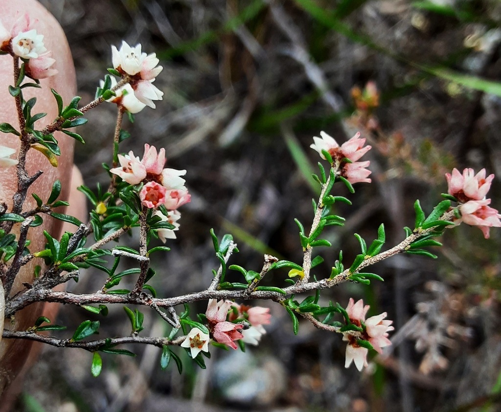 Bitter Cryptandra from Hassans Walls Reserve, Lithgow NSW 2790 ...