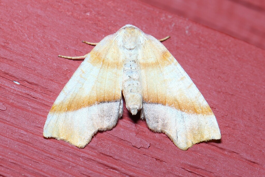 Straight-lined Plagodis Moth from Schuyler County, NY, USA on May 14 ...