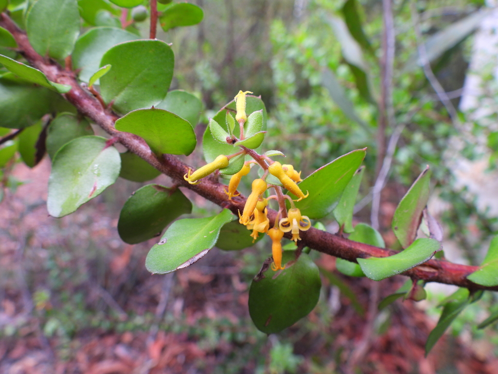 Persoonia cornifolia from Monivae NSW 2850, Australia on May 15, 2025 ...