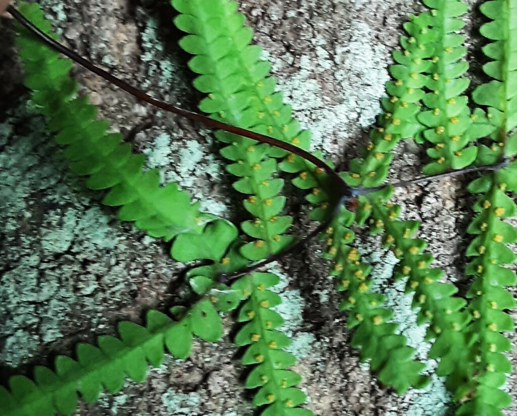 Gleichenia rupestris from Hassans Walls Reserve, Lithgow, New South ...