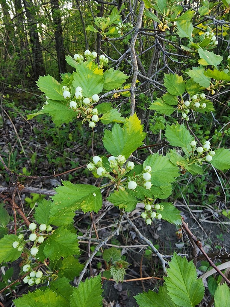 Blanchard's Hawthorn from Laval, QC, Canada on May 15, 2025 at 07:22 PM ...