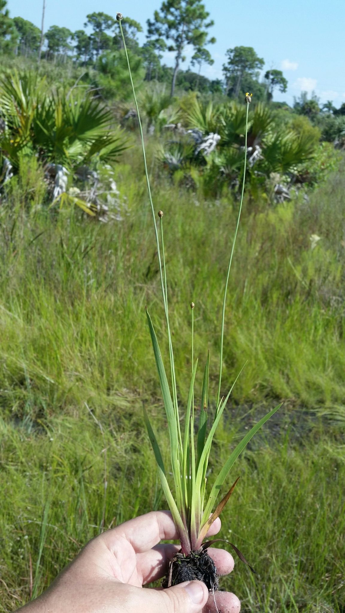 Xyris floridana (Kral) E.L.Bridges & Orzell