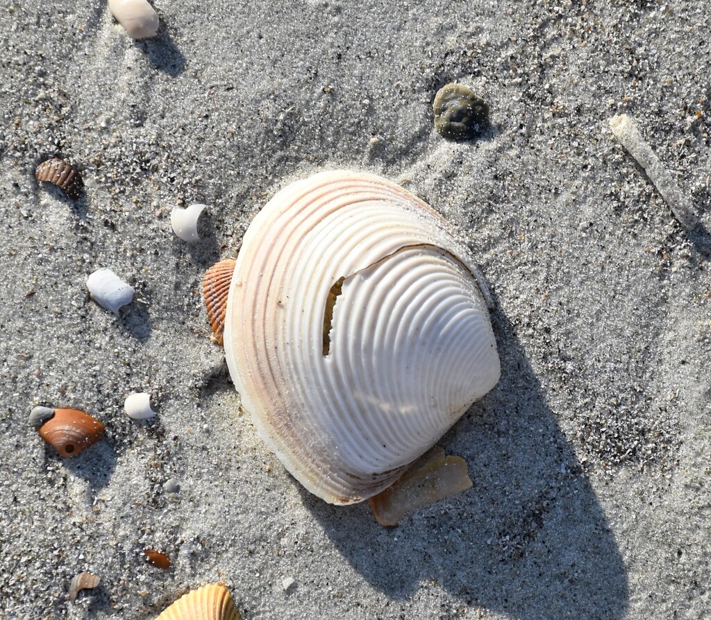 Channeled Duck Clam from Tybee Island, GA, USA on May 13, 2025 at 07:13 ...