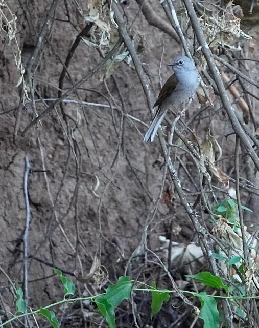 Brown-backed Solitaire from 61333 Los Timones, Mich., México on May 15 ...
