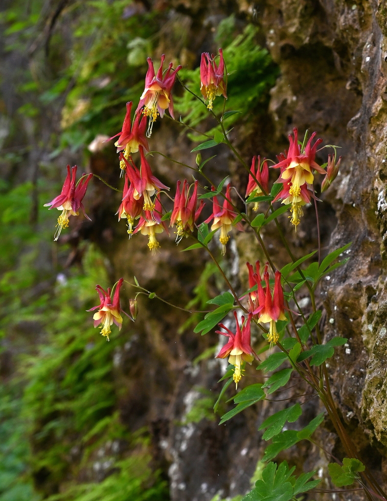 Eastern Red Columbine (Forbs of Appalachia) · iNaturalist
