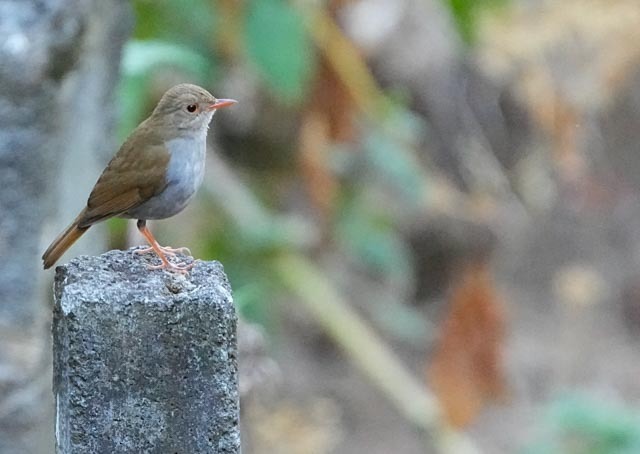Orange-billed Nightingale-Thrush from 61333 Los Timones, Mich., México ...