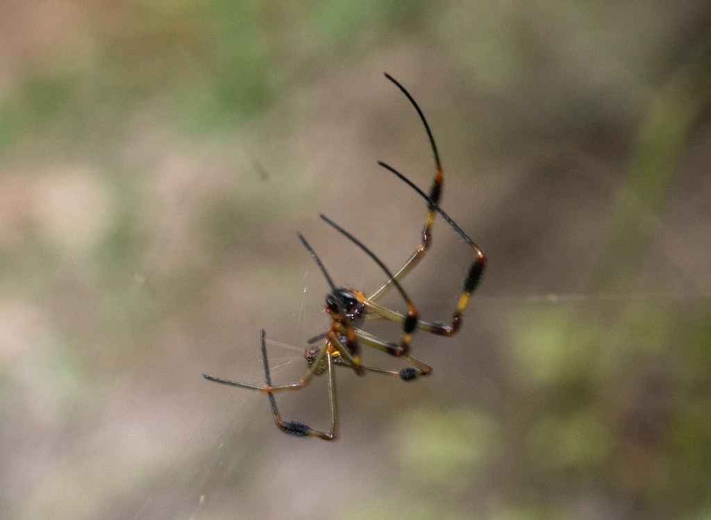 Golden Silk Spider from Tikal National Park, Flores, Petén, Guatemala ...