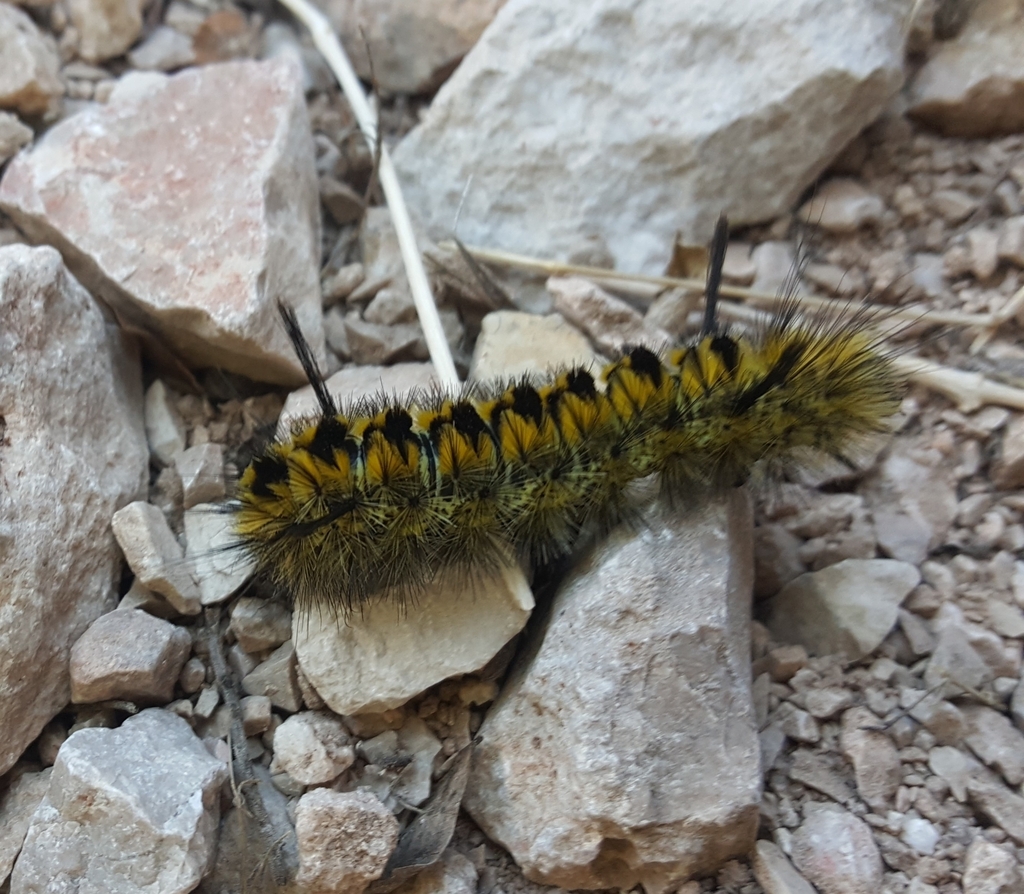 Underwing, Tiger, Tussock, and Allied Moths from Alpine, TX 79830, USA ...
