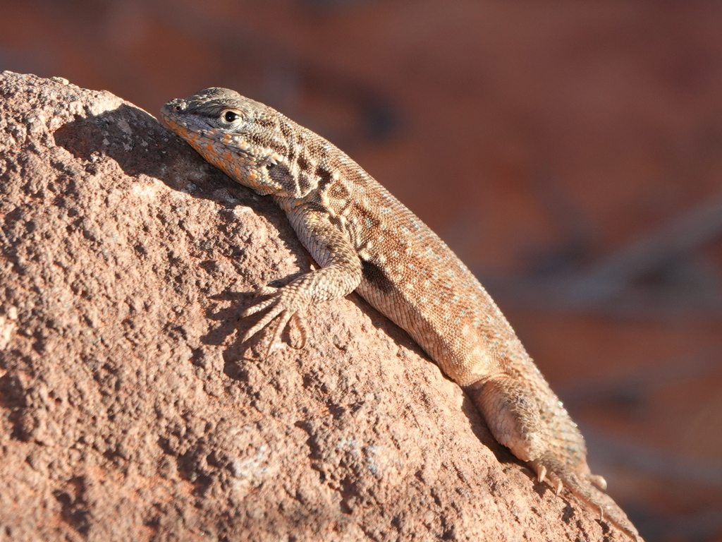 Western Side-blotched Lizard from Yavapai County, AZ, USA on May 15 ...