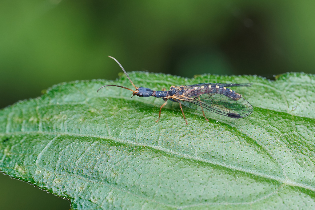 Inocellia from 中国浙江省杭州市西湖区 on April 9, 2025 at 09:55 AM by Li Jianbo ...