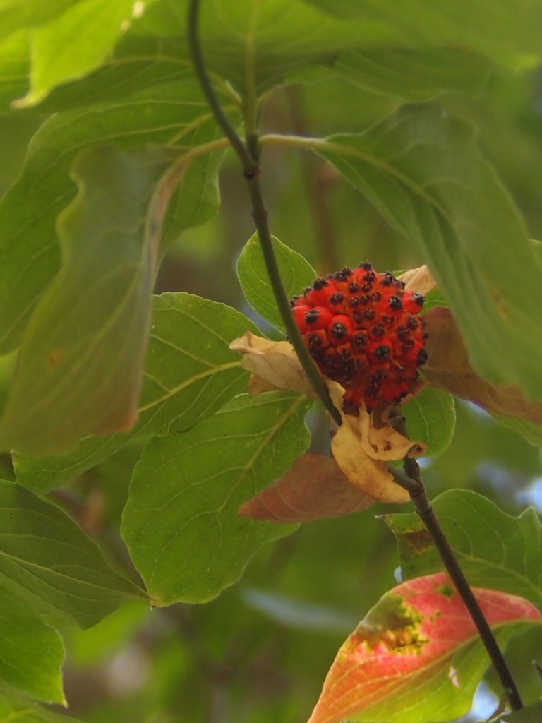 Pacific Dogwood (Handbook for the Native Trees of Oregon) · iNaturalist