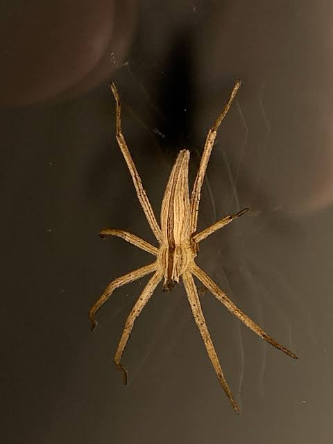 RTA Clade Spiders from University Dr, Campbelltown, NSW, AU on May 13 ...
