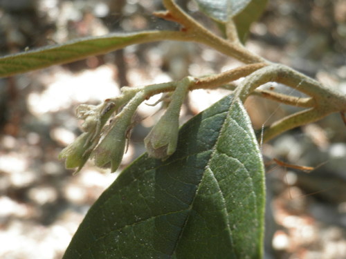 Aguacatillo (Styrax gentryi)