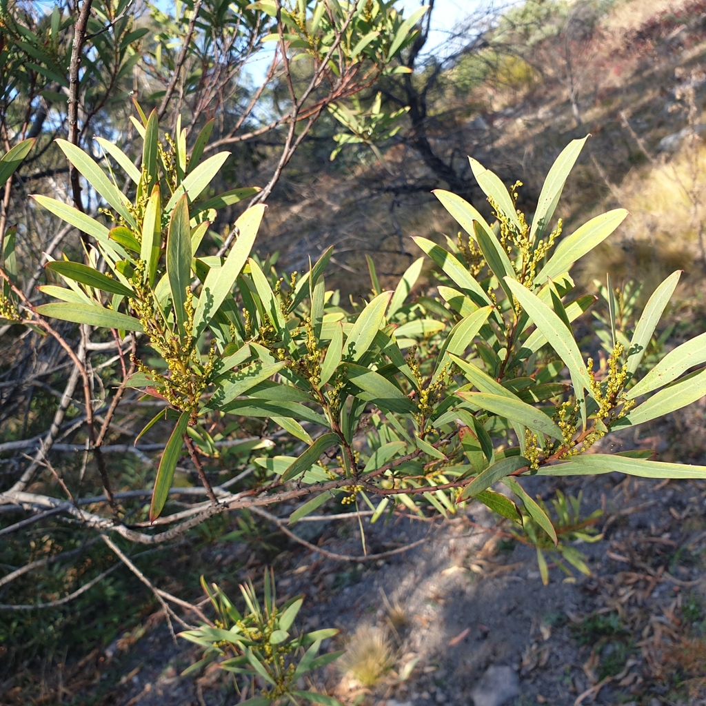 Red Stem Wattle from Blackmans Flat NSW 2790, Australia on April 29 ...