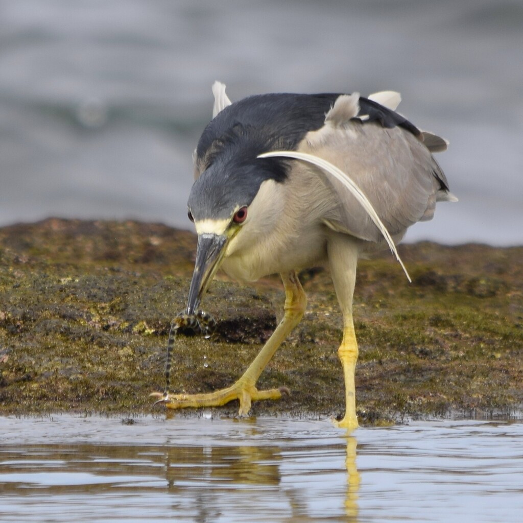 Snowflake Moray from Kalaoa, HI 96740, USA on May 15, 2025 at 03:00 PM ...