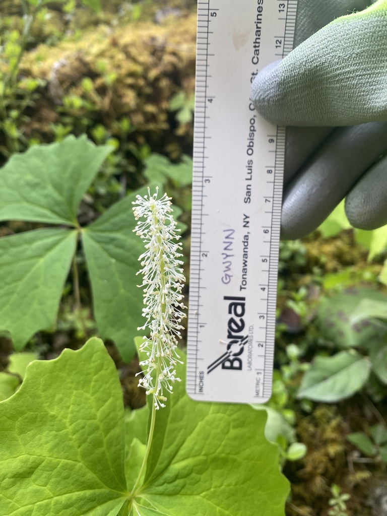 vanilla leaf from Willamette National Forest, Blue River, OR, US on May ...