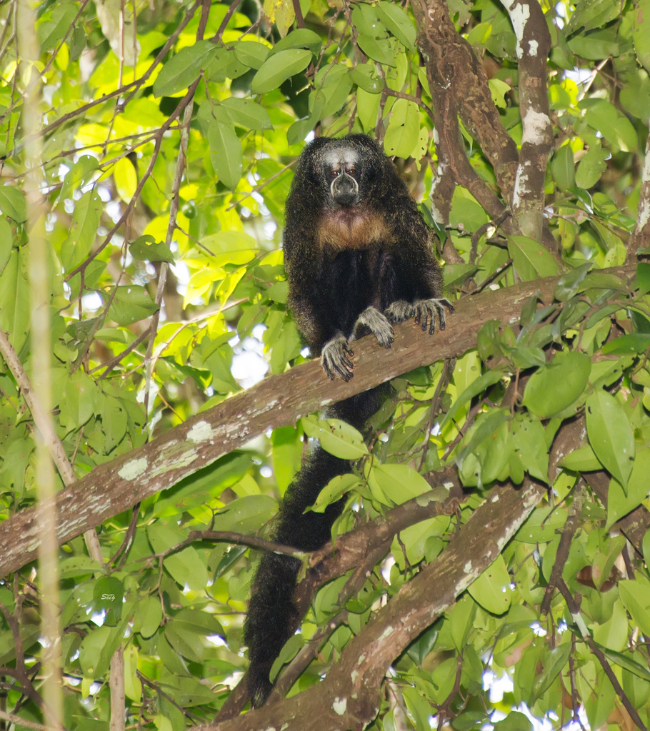 Isabel's Saki from Requena Province, Peru on February 19, 2015 at 08:59 AM by Seig. Equatorial ...