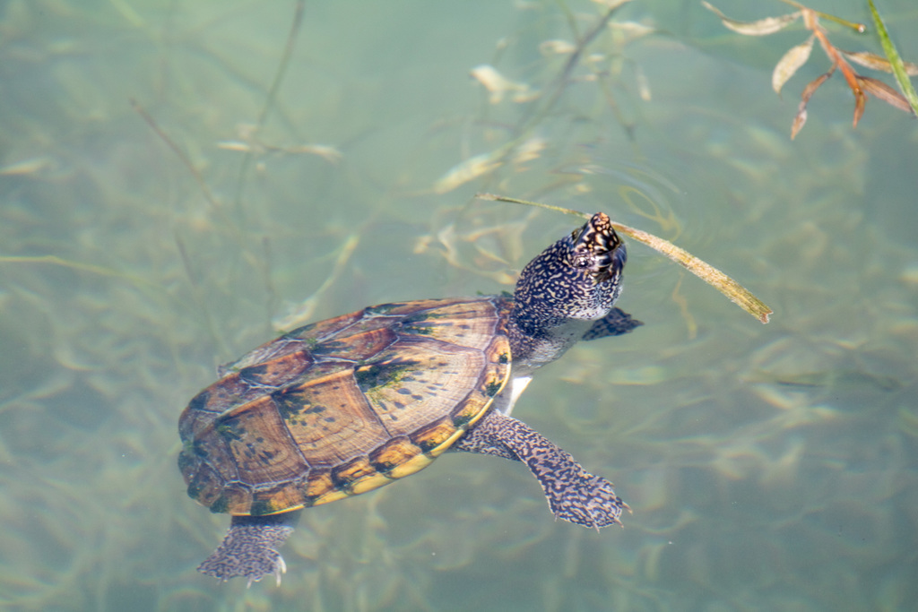 Mexican Giant Musk Turtle in August 2019 by Jaico Caballero · iNaturalist