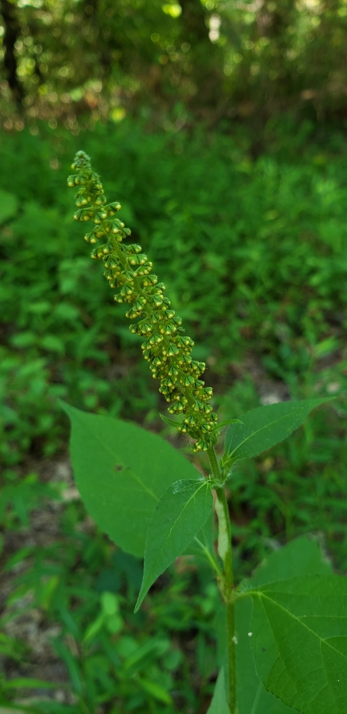 giant ragweed from Hulen, KY 40845, USA on September 6, 2019 at 01:37 ...