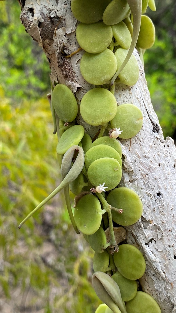 String of Nickels from Muralug Island / Prince Of Wales Island, Prince ...