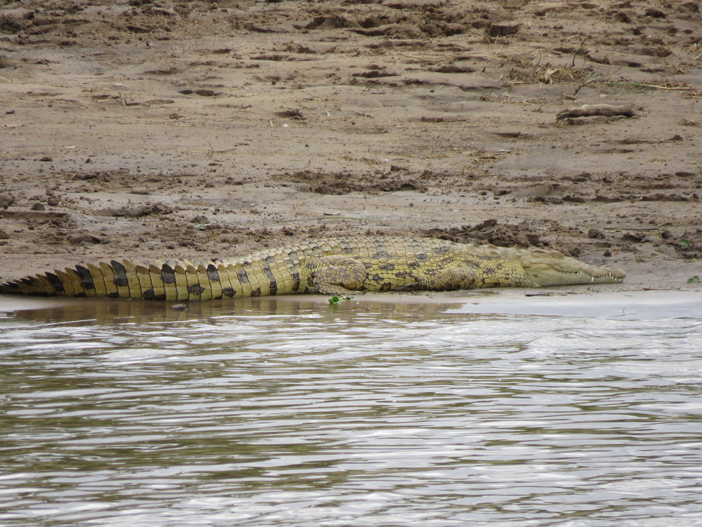 Nile Crocodile from Maasai Mara National Reserve, Kenya on August 8 ...