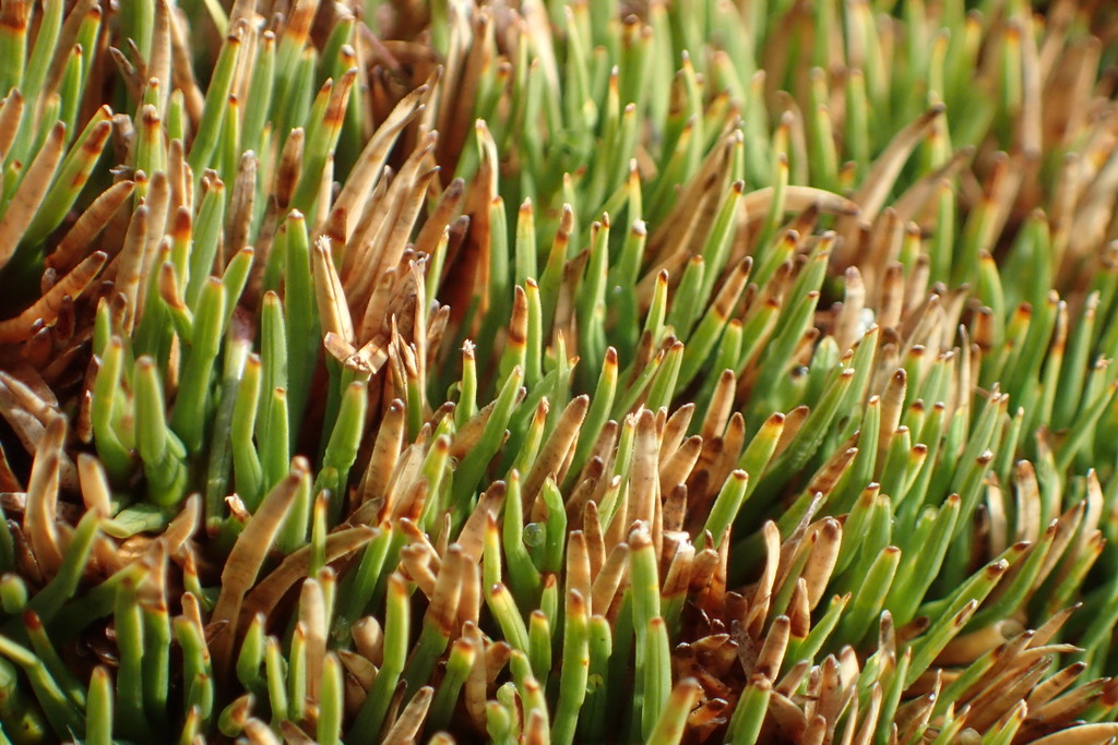 Oreobolus from Atarau 7871, New Zealand on September 18, 2016 at 10:22 ...