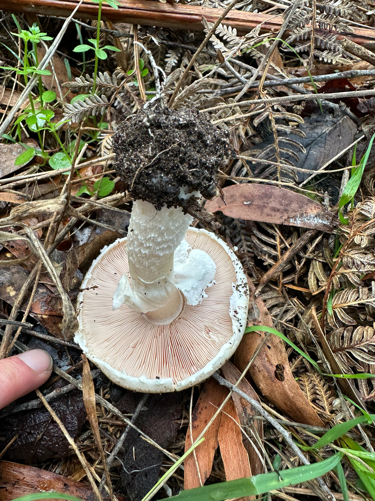 Common Gilled Mushrooms and Allies from Baldry Cct, Main Ridge, VIC, AU ...