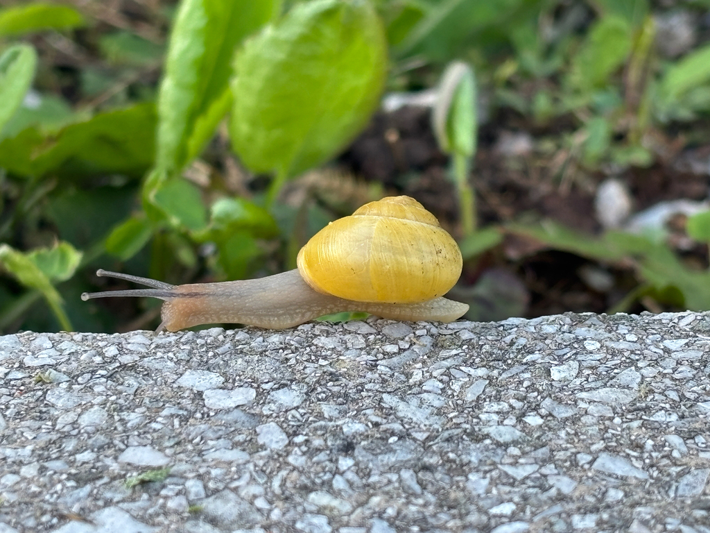 White-lipped Snail from Boul Gouin E, Montréal, QC, CA on May 16, 2025 ...