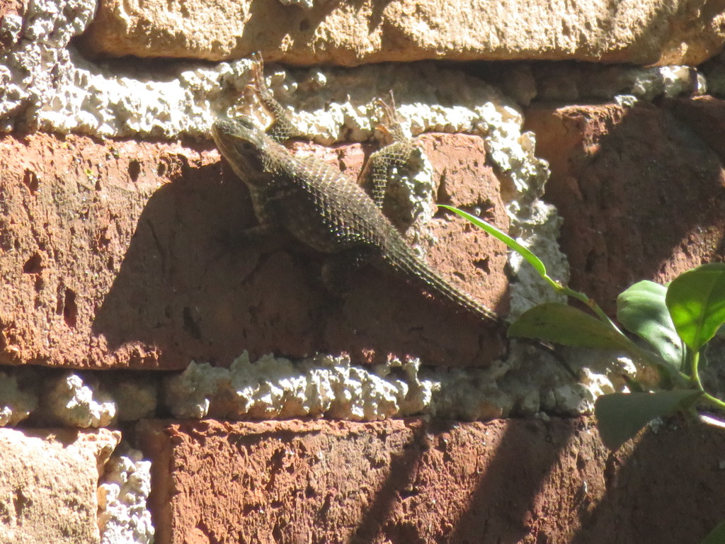 Eastern Spiny Lizard from Puruándiro Municipality, Michoacán, Mexico on ...