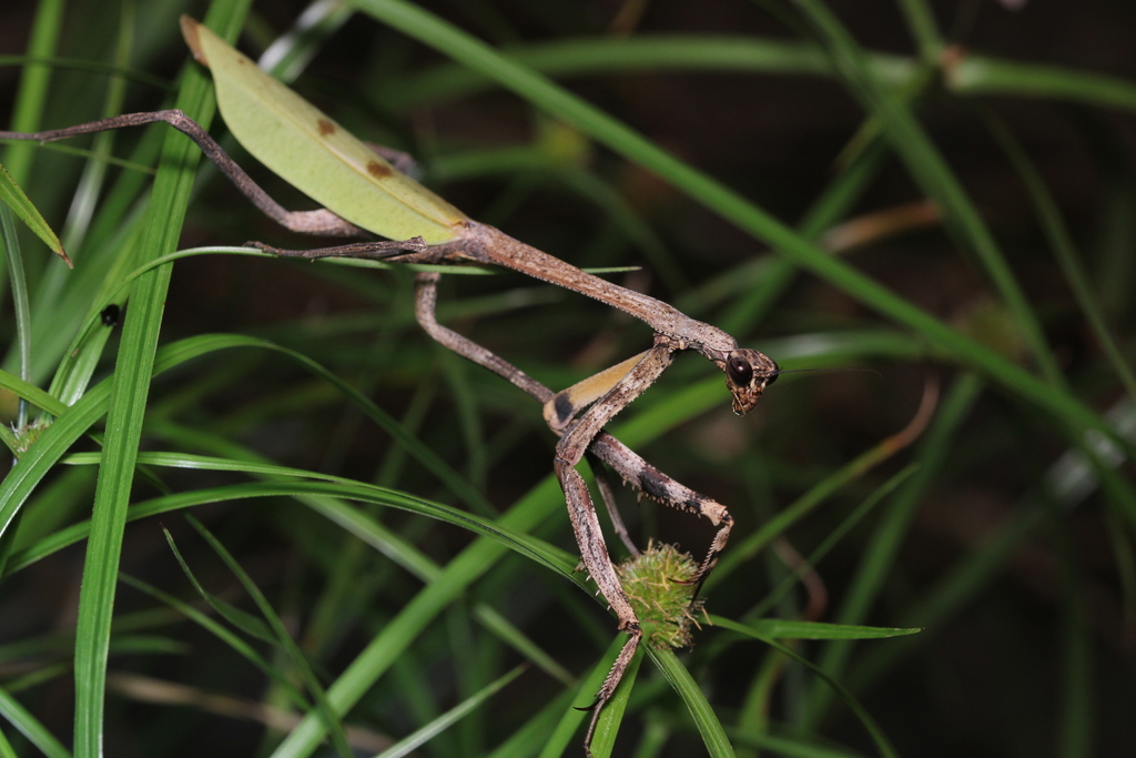 Pseudovates stolli (Guide to Unicorn Mantises (Tribe Vatini)) · iNaturalist