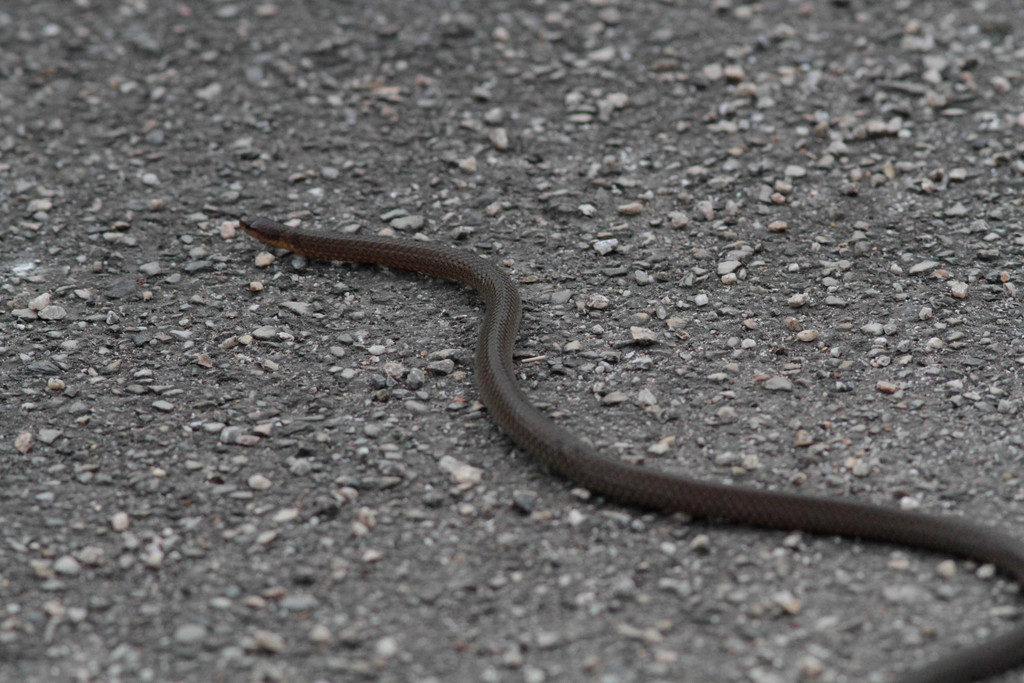 Collared Reed Snake from Pang Ta Wai, Pang Sila Thong District ...