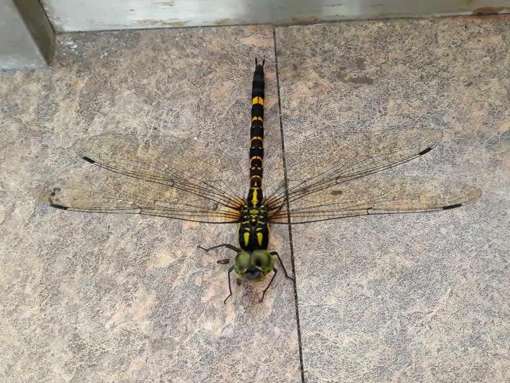 Indaeschna melanictera from 대한민국 전라남도 여수시 망양로 on August 11, 2019 at 12: ...