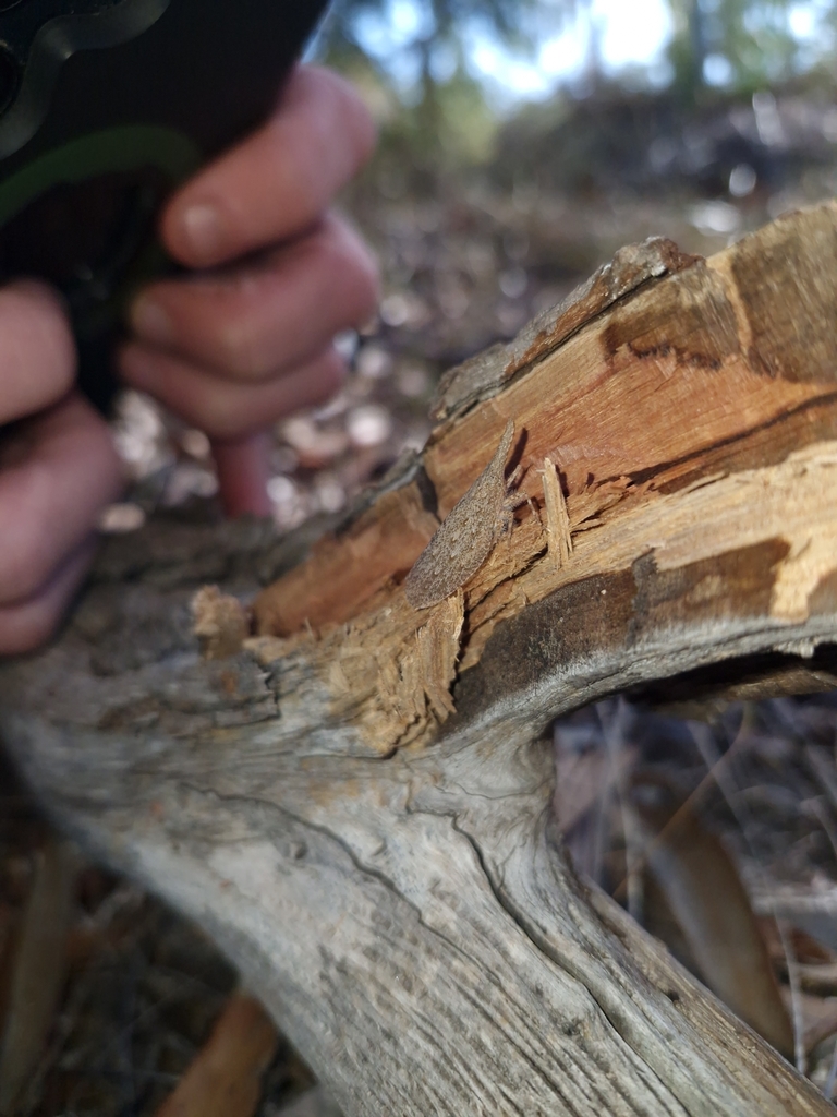 Insects from Kings Park WA 6005, Australia on May 16, 2025 at 10:10 AM ...