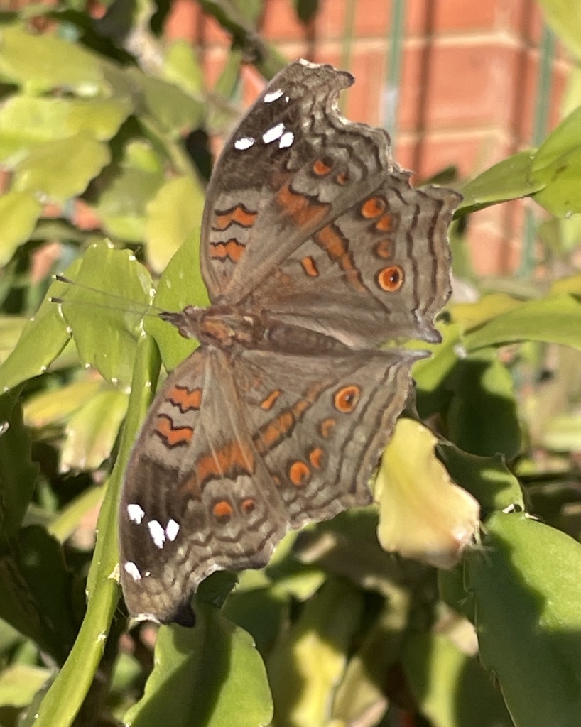 Spotted Brown Pansy from Merrick Hill, Mount Edgecombe, KwaZulu-Natal ...