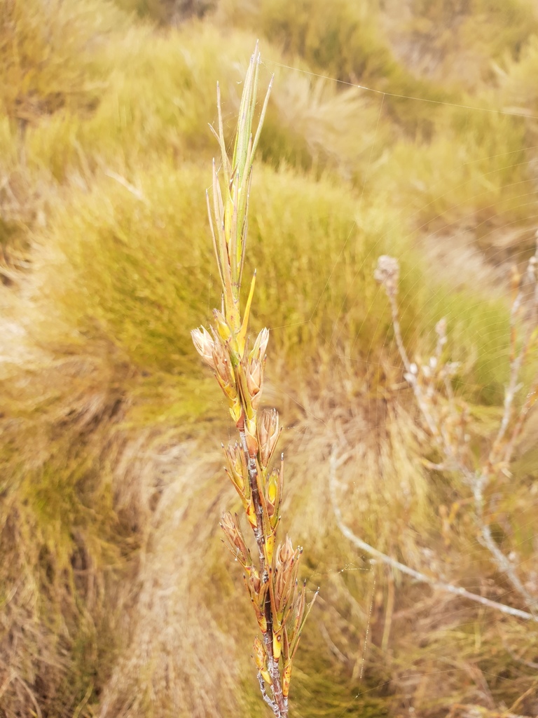 Dracophyllum from Pukerau, New Zealand on September 4, 2019 at 12:21 PM ...