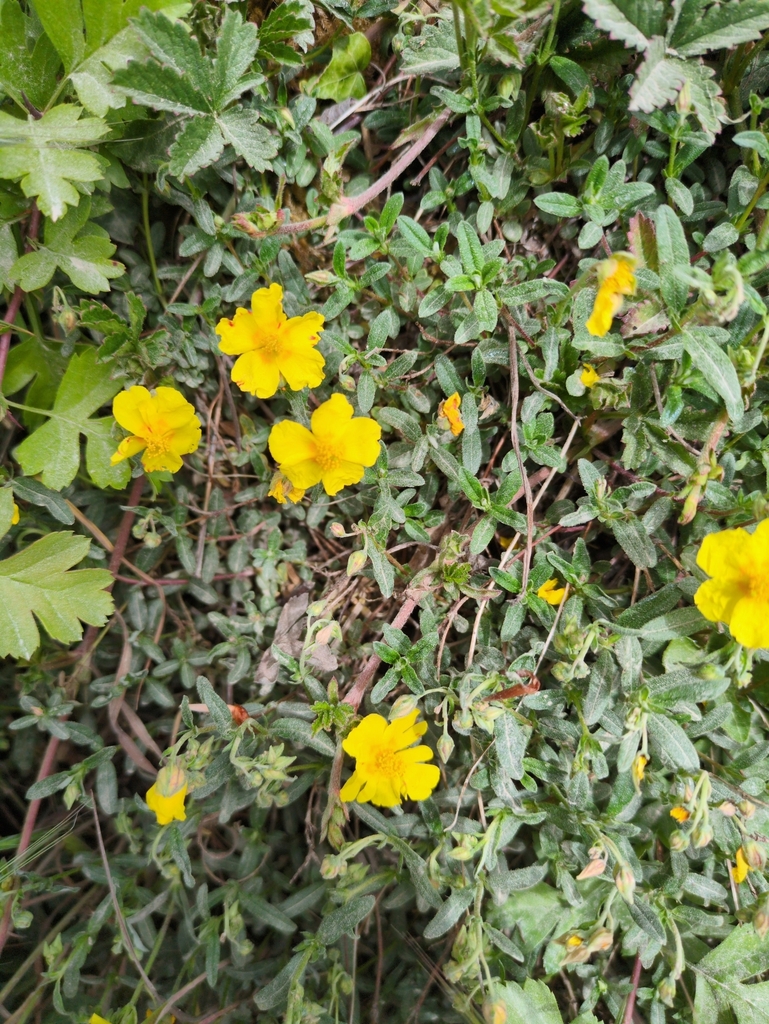 Common Rock-rose from Pickering YO18 7AH, UK on May 16, 2025 at 12:03 ...