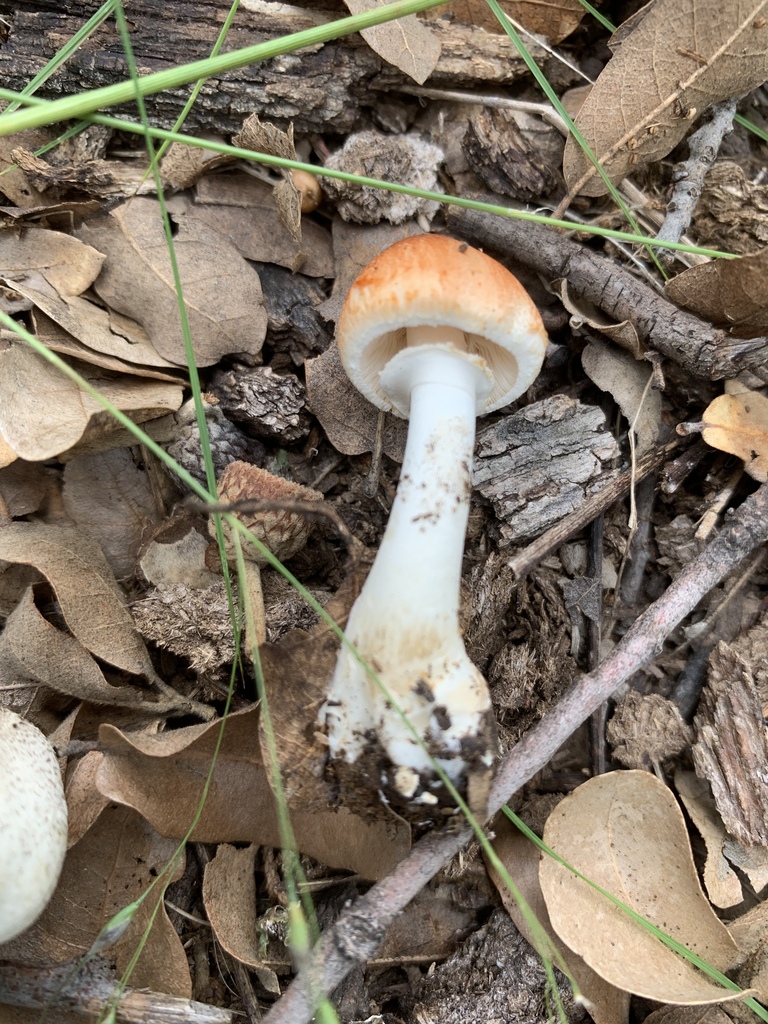 ruby dapperling from Cochise County, AZ, USA on September 5, 2019 at 01 ...