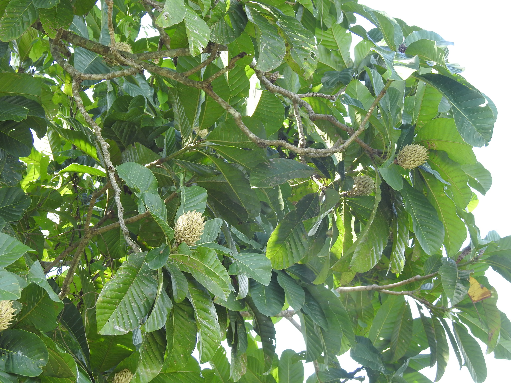 Magnolia hodgsonii (Hook.f. & Thomson) H.Keng