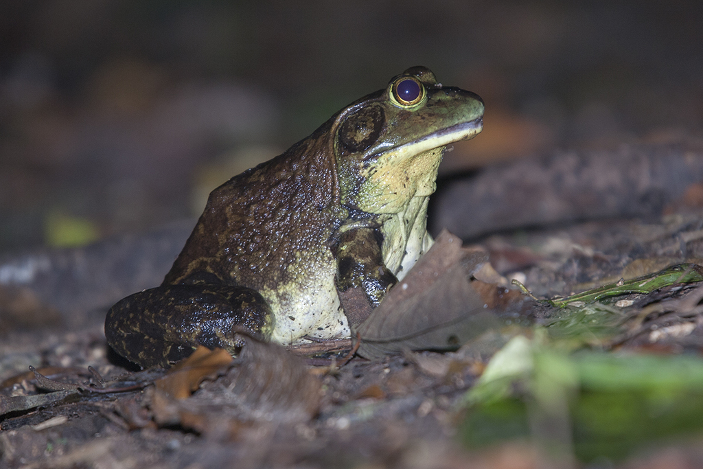 American Bullfrog from Independencia Province, Dominican Republic on ...