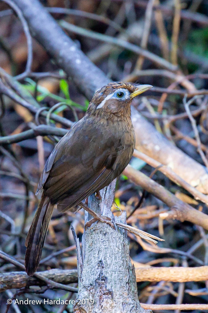 Chinese Hwamei from Lung Fu Shan, Hong Kong on September 7, 2019 at 07: ...