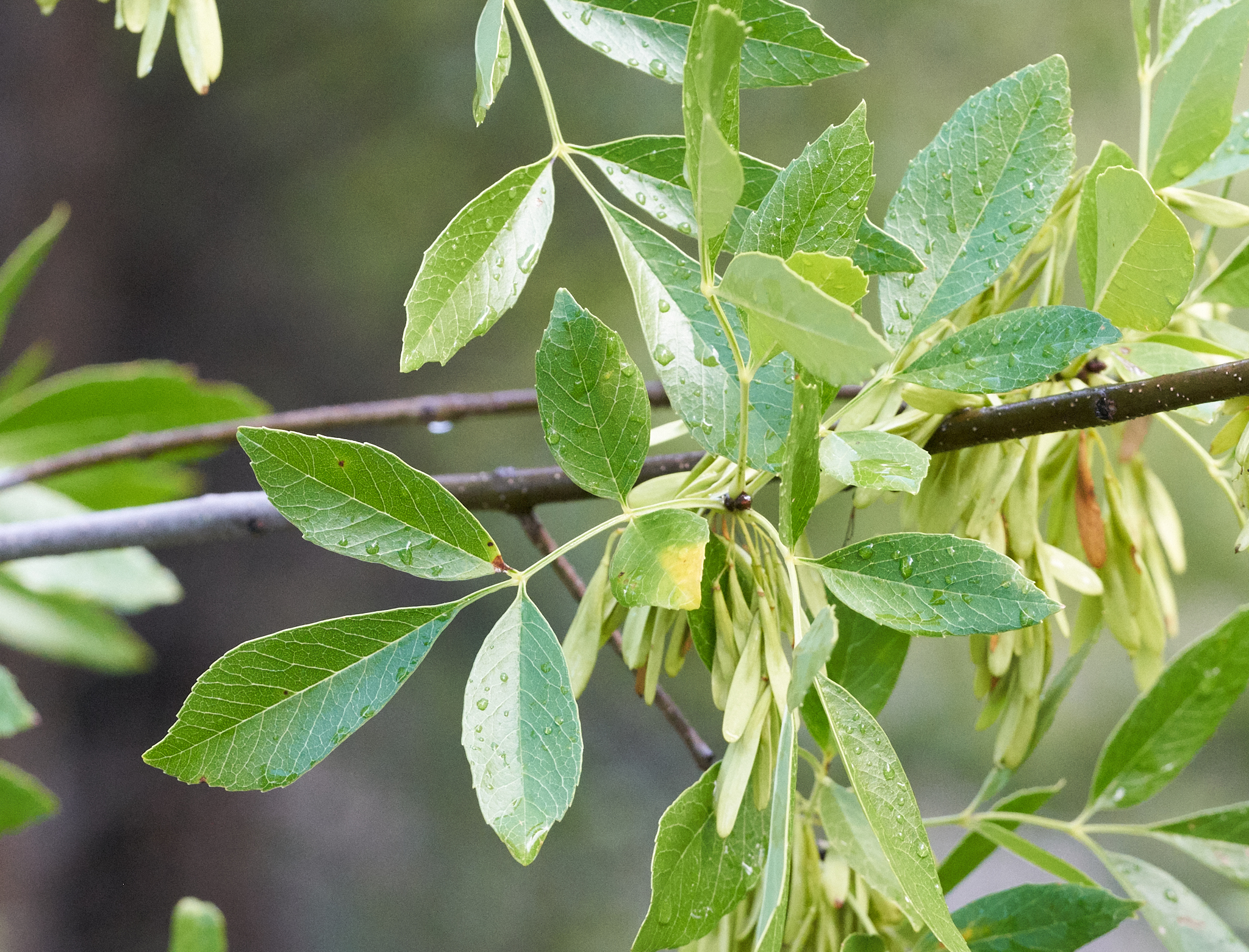 Fraxinus Velutina Modesto