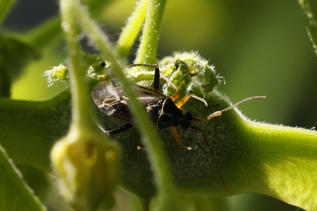 handsome plant bug from 06 Naumburg, Germany on May 9, 2025 at 10:22 AM ...