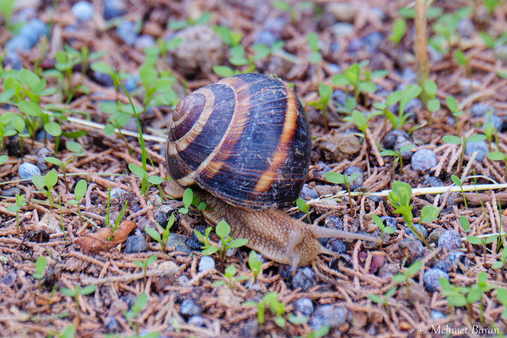 Turkish Snail from Ankara, Türkiye on May 1, 2025 at 06:23 PM by Mehmet ...