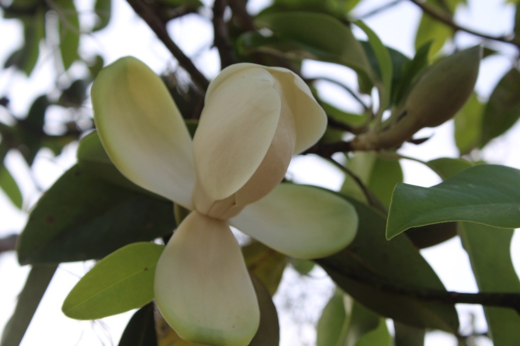 magnolia family from 89785 Reserva de La Biosfera El Cielo, Tamps ...