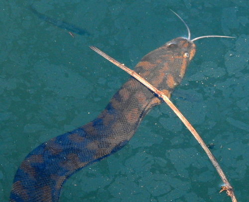 Aquatic File Snakes (Acrochordidae) - Snakes and Lizards