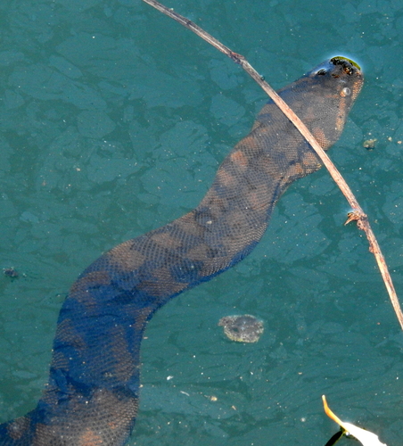 Aquatic File Snakes (Acrochordidae) - Snakes and Lizards