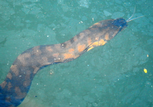 Aquatic File Snakes (Acrochordidae) - Snakes and Lizards