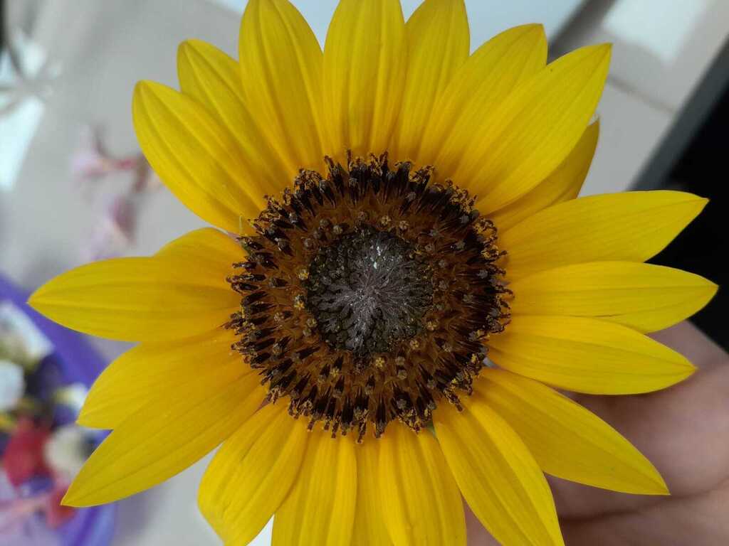 Common Sunflower from 65515 Los Pilares, N.L., México on April 4, 2025 ...